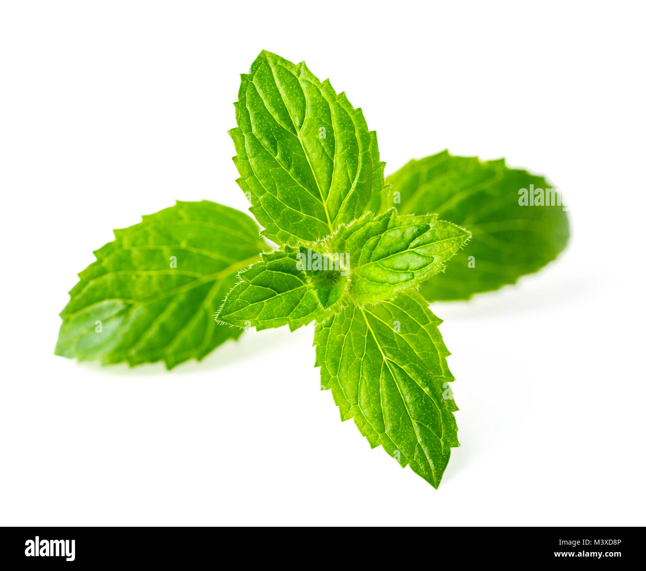 closeup of fresh peppermint leaves isolated on white Stock Photo - Alamy