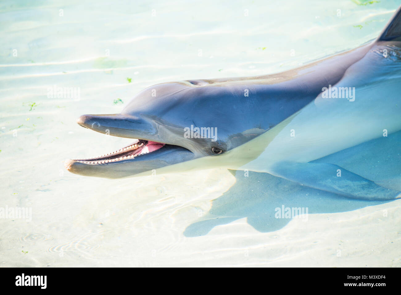 Dolphin in shallow water Stock Photo - Alamy