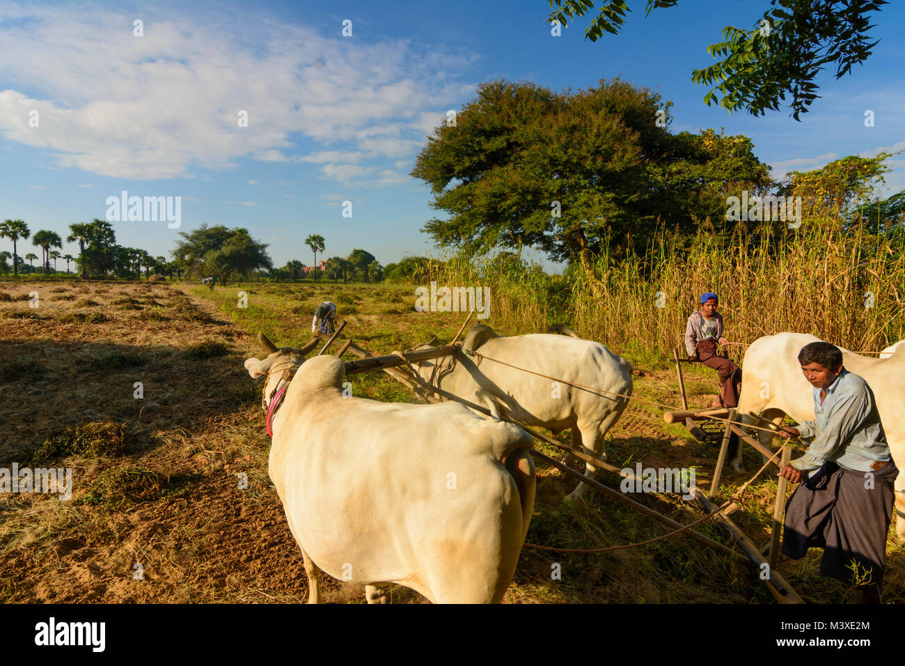Bagan: peanut farmer, oxcart, ploughing, , Mandalay Region, Myanmar ...