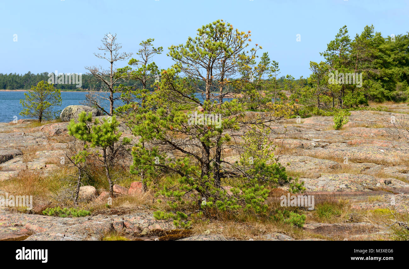 Trees on pink basalt rocks. Aland Islands Stock Photo - Alamy