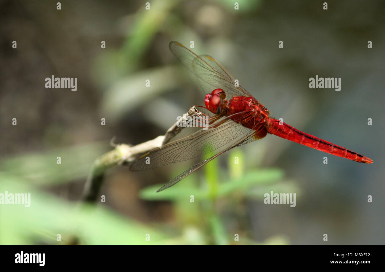 Dragonfly taking rest hi-res stock photography and images - Alamy