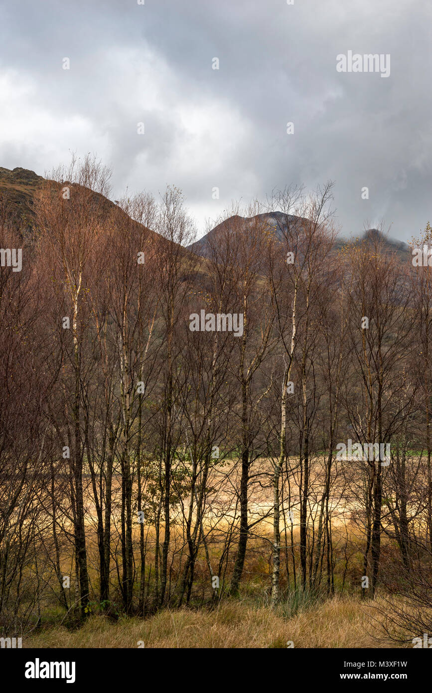 SiIver Birch trees beside Llyn Dinas, Snowdonia national park, North ...