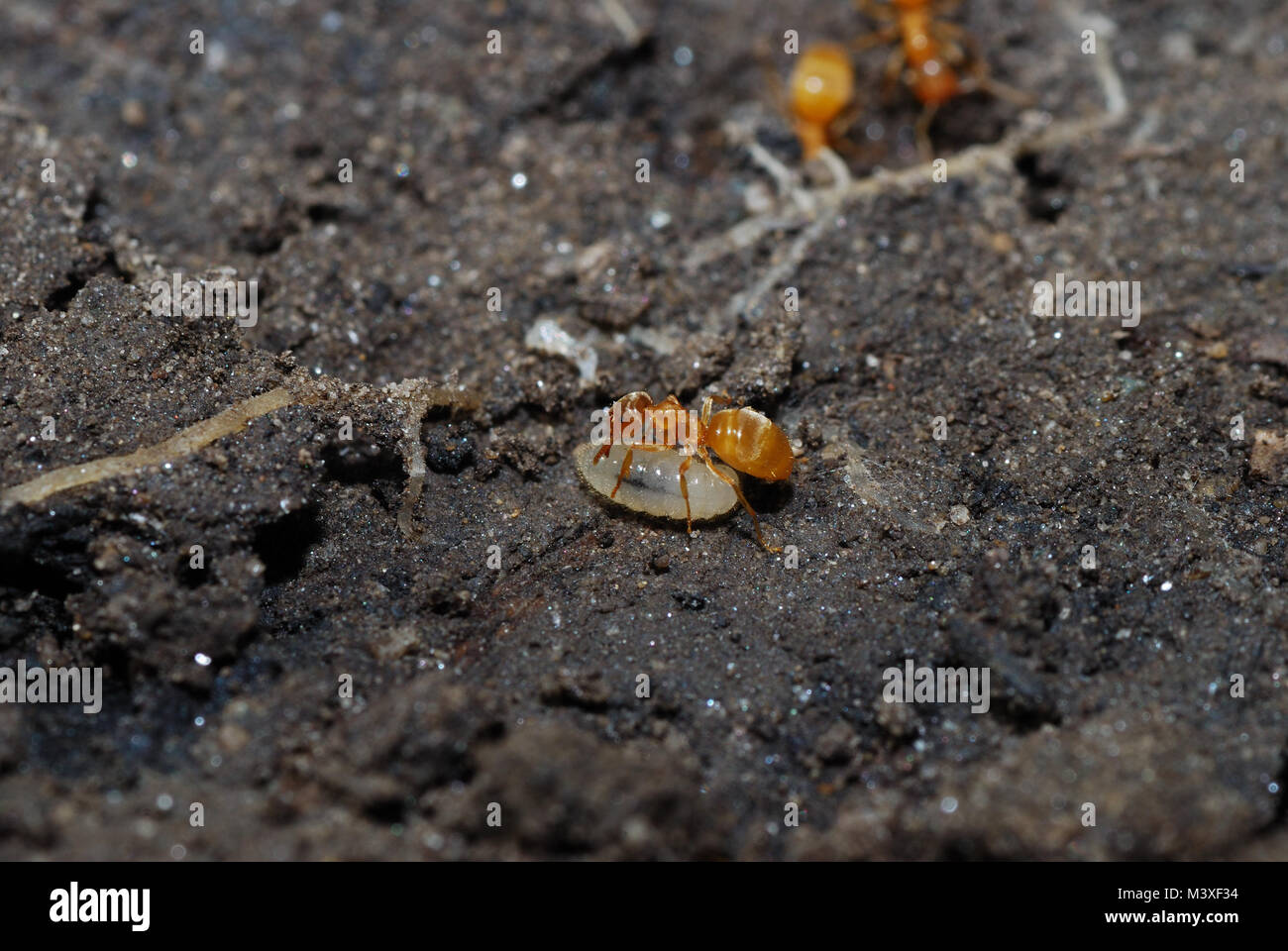 small red ant is busy with a small ant larva in the earth Stock Photo ...