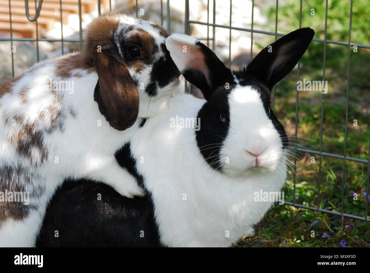 two small white black and brown rabbit love each other Stock Photo - Alamy