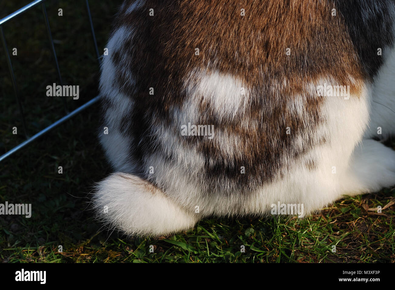 Rabbit tail hi-res stock photography and images - Alamy