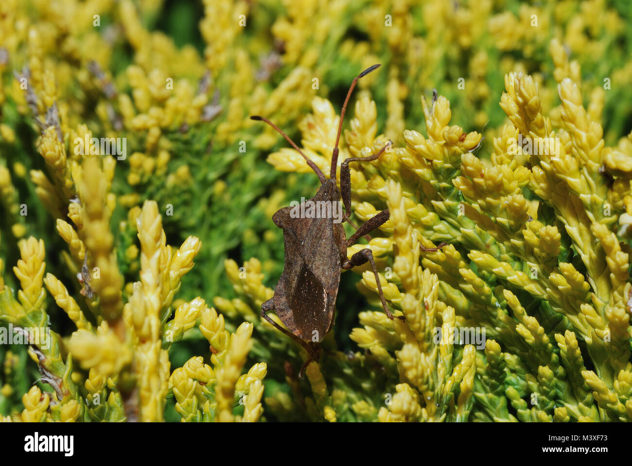 small brown bug beetle in yellow green shrub in the spring Stock Photo ...