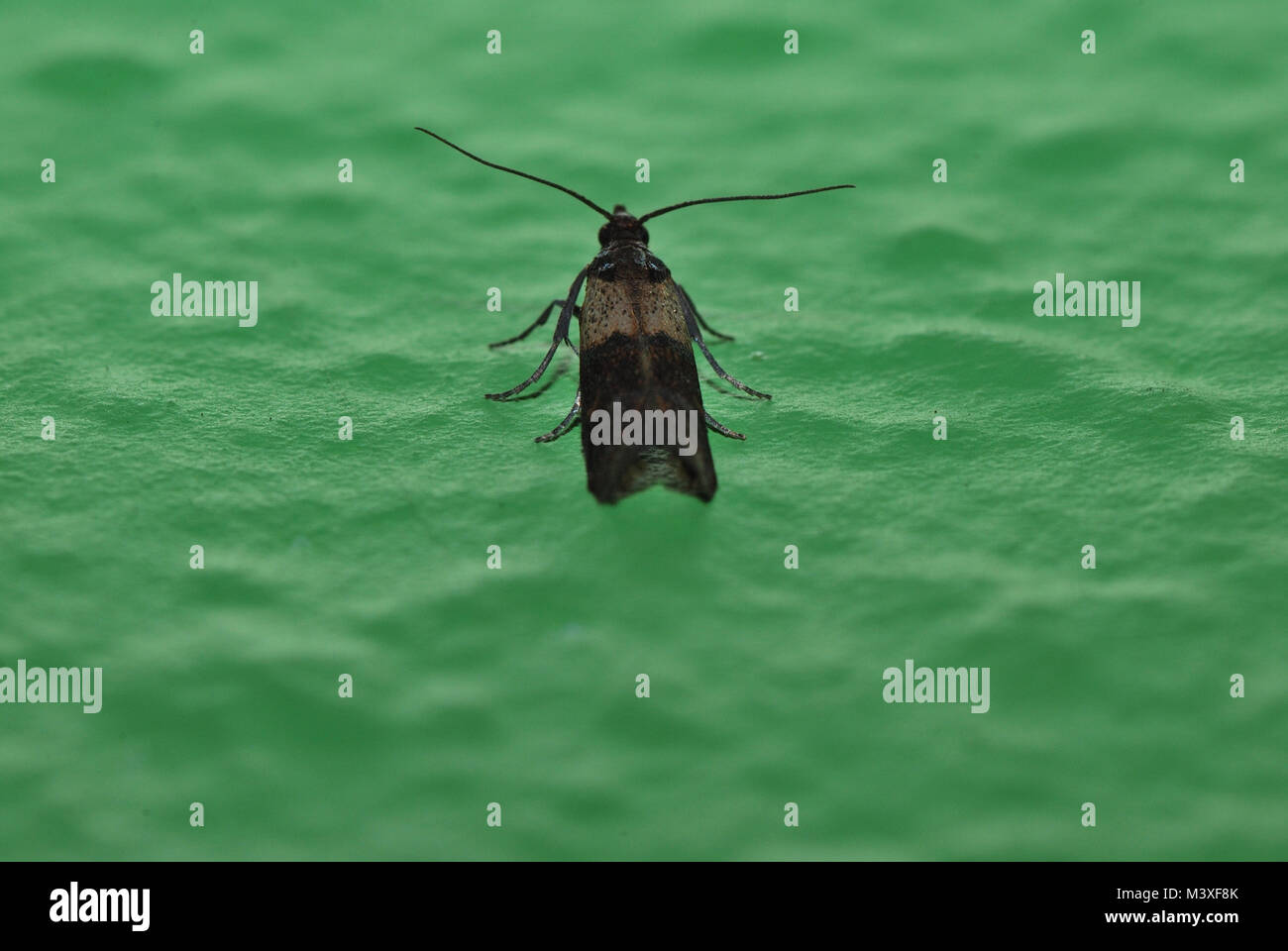 small moth sitting on a big green wall in the house view Stock Photo ...