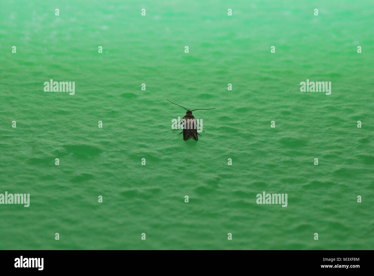 small moth sits on a green wall in the house Stock Photo - Alamy