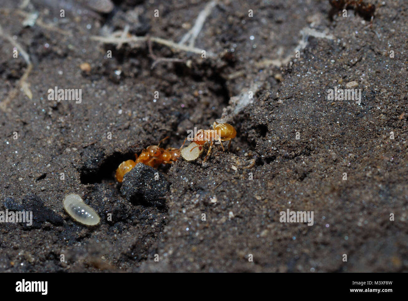 small red ant with ant larvae in the earth Stock Photo - Alamy