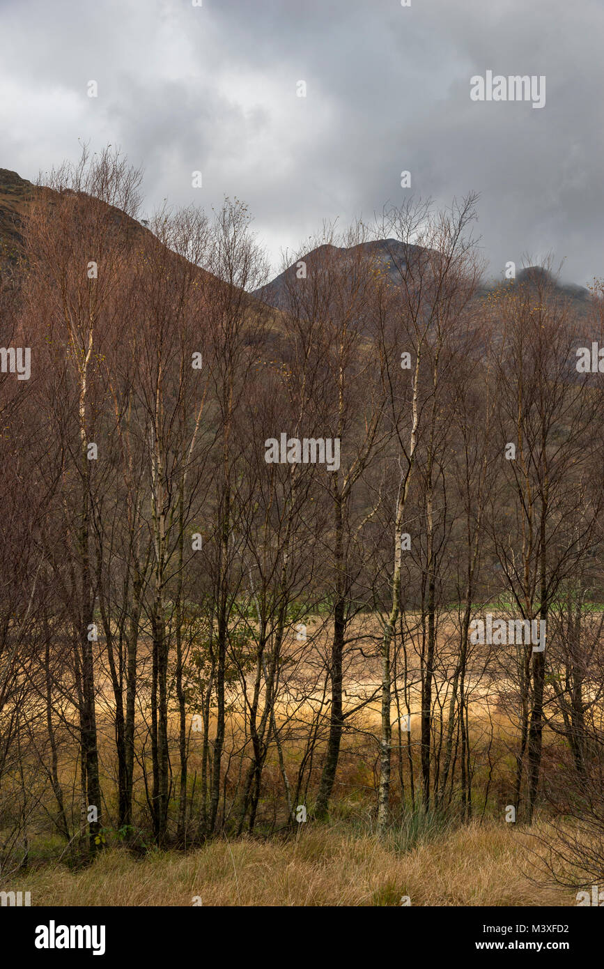 Silver Birch trees beside Llyn Dinas in the Snowdonia national park ...