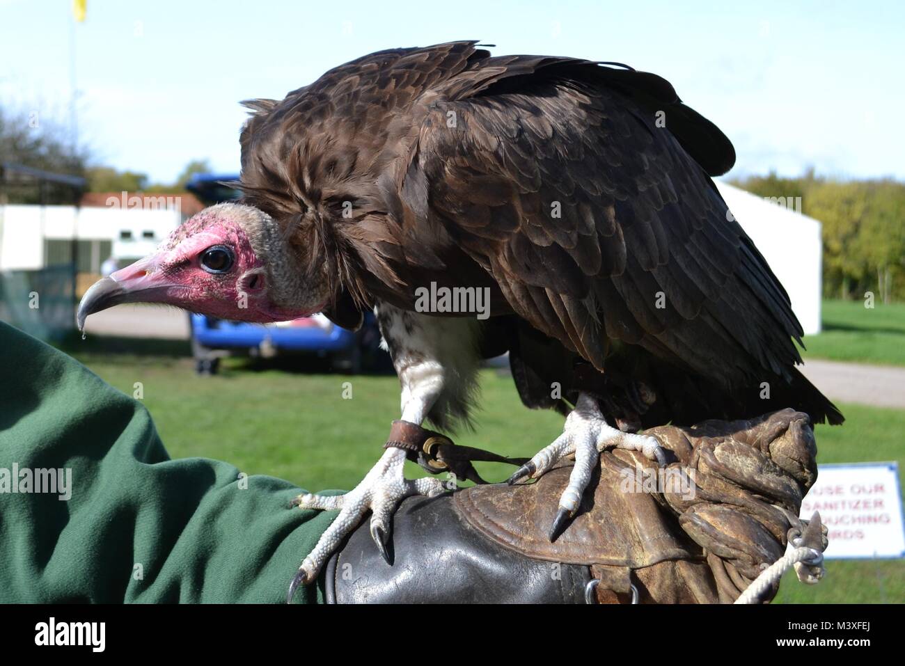 Vulture talon hi-res stock photography and images - Alamy