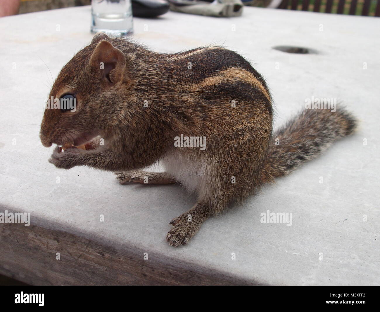 Chip n dale hi-res stock photography and images - Alamy