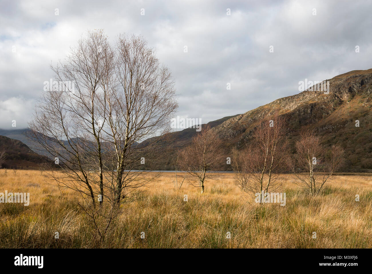 Silver Birch trees beside Llyn Dinas in the Snowdonia national park ...