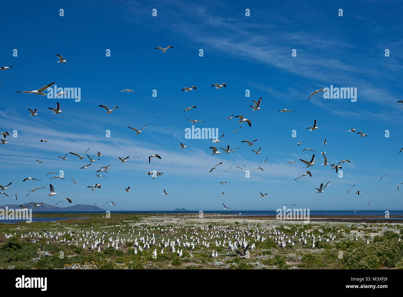 Breeding colony of Kelp Gull (Larus dominicanus) nesting on a grassy ...