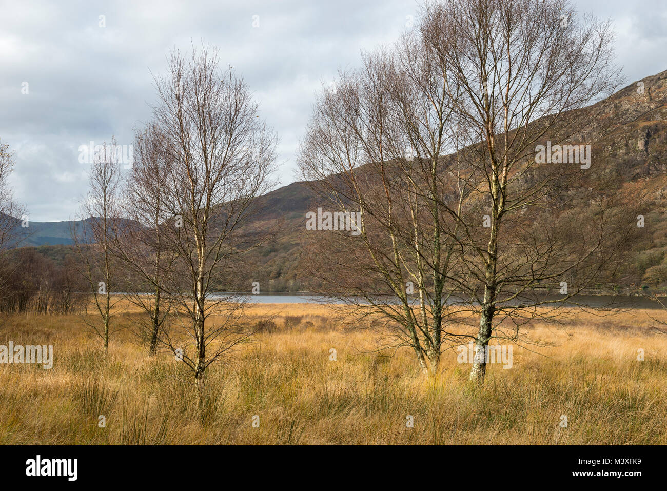 Silver Birch trees beside Llyn Dinas in the Snowdonia national park ...