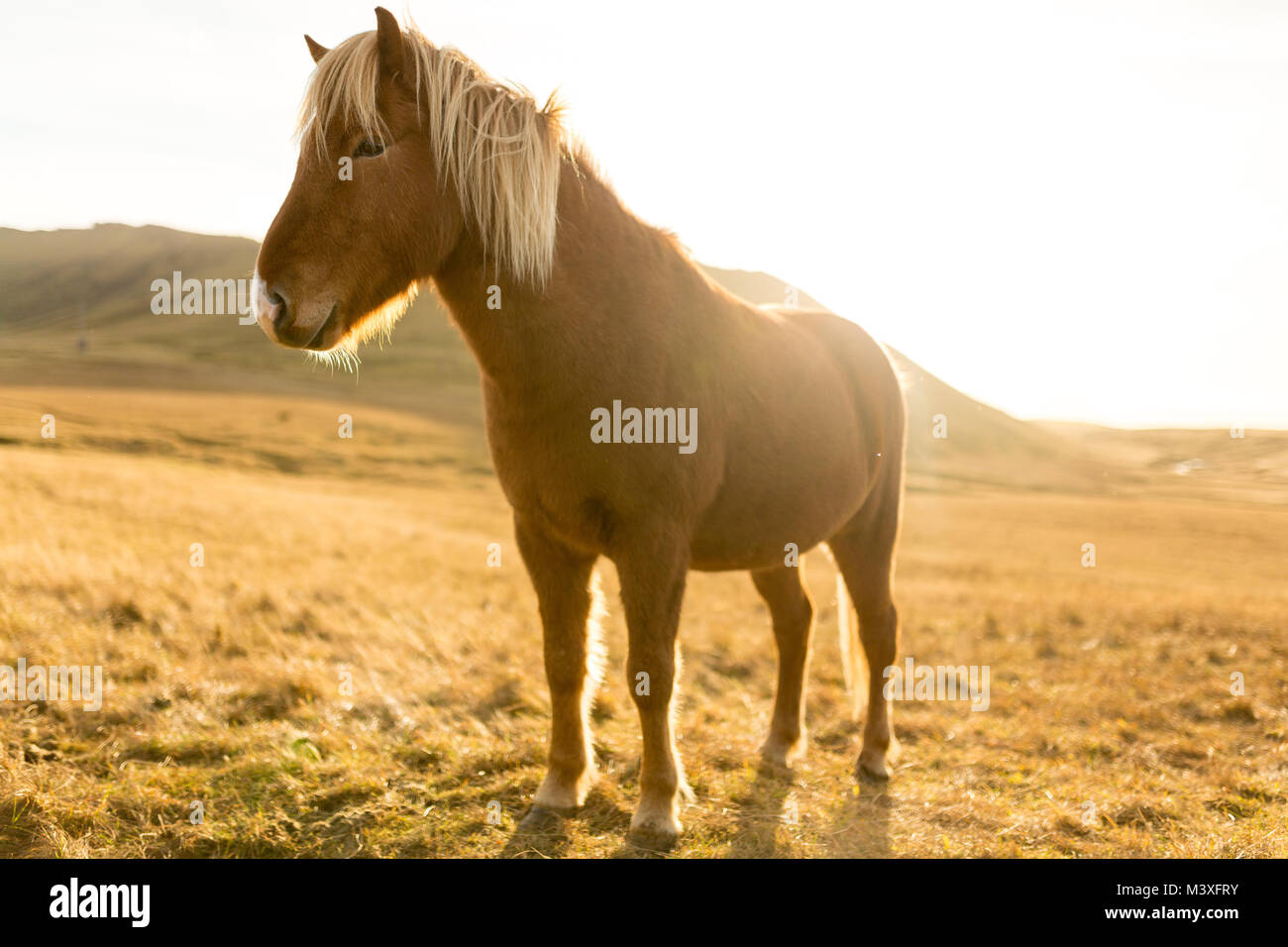 Iceland Horse during Sunset at southern Icelandic Coast Iceland Pony ...