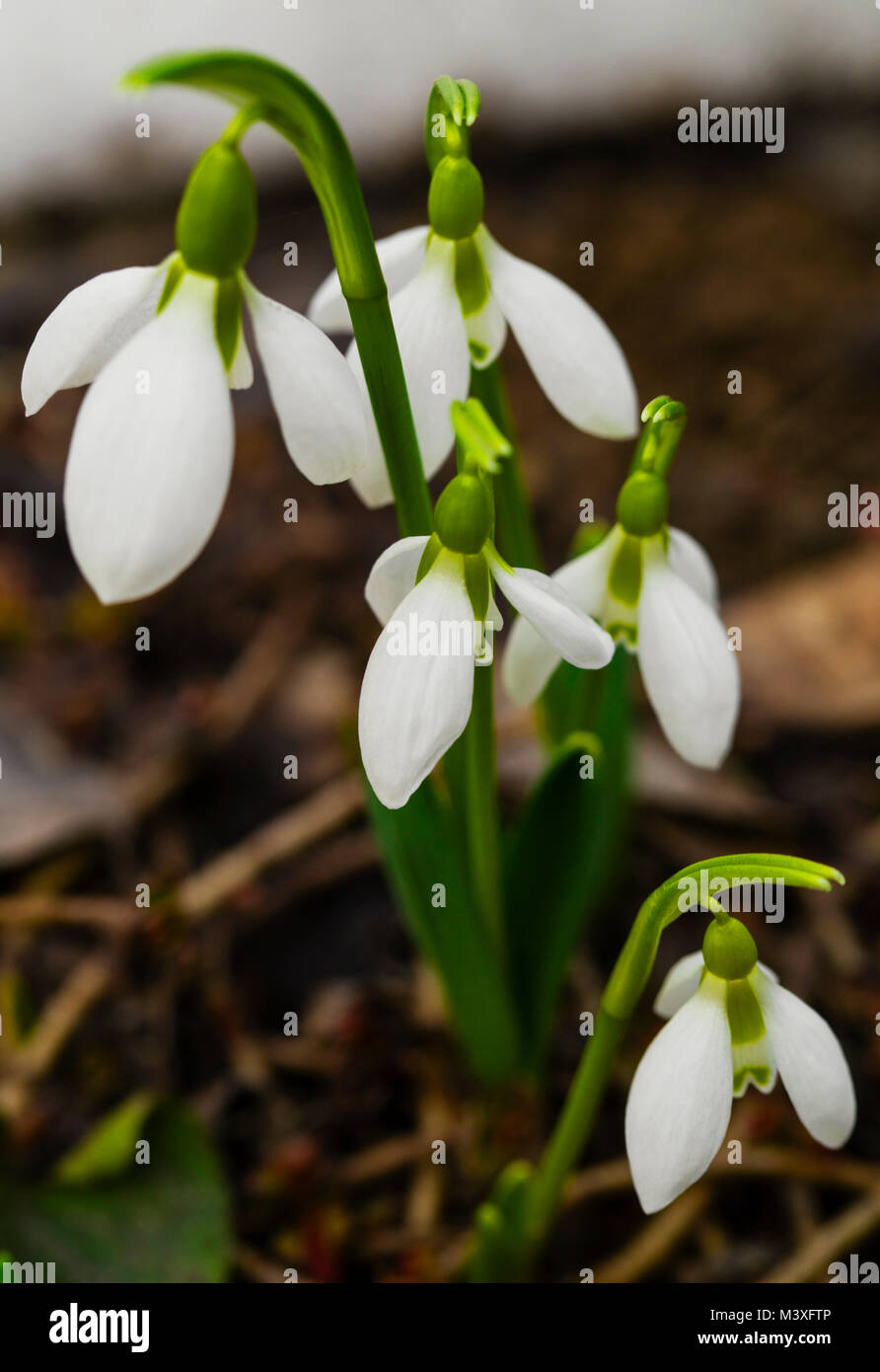 Beautiful snowdrop flowers closeup Stock Photo - Alamy