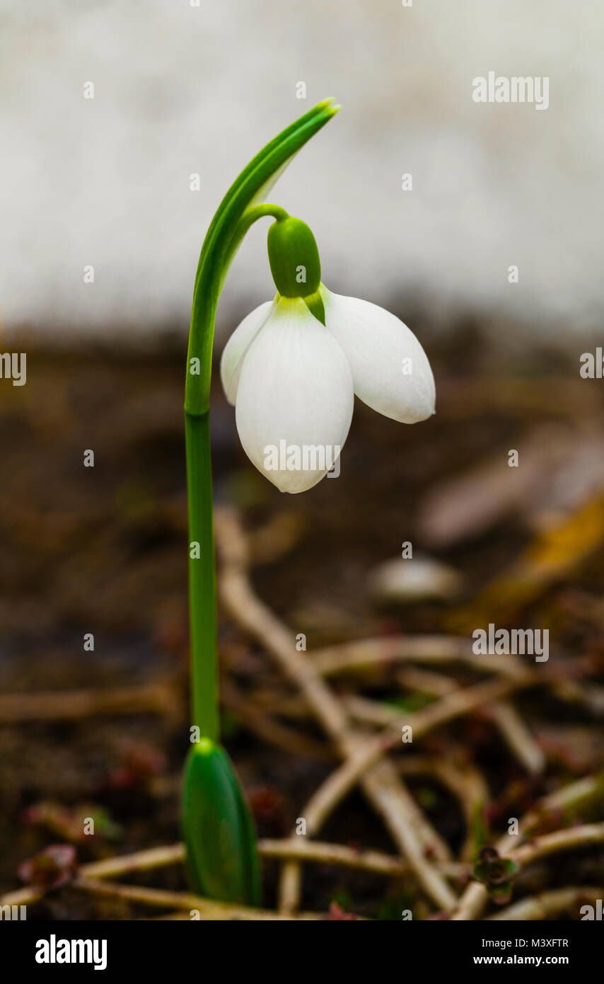 Beautiful snowdrop flower closeup Stock Photo - Alamy