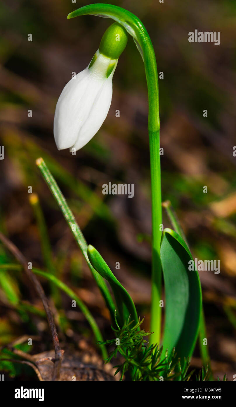 Beautiful snowdrop flower closeup Stock Photo - Alamy