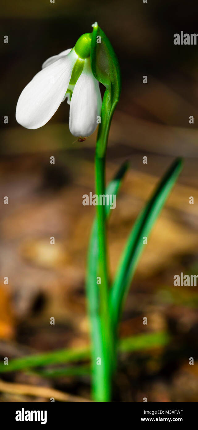 Beautiful snowdrop flower closeup Stock Photo - Alamy