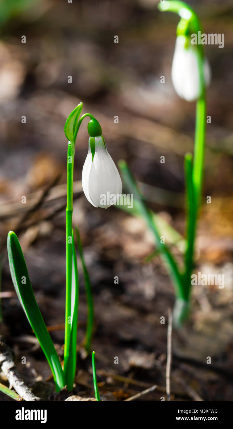 Beautiful snowdrop flowers closeup Stock Photo - Alamy