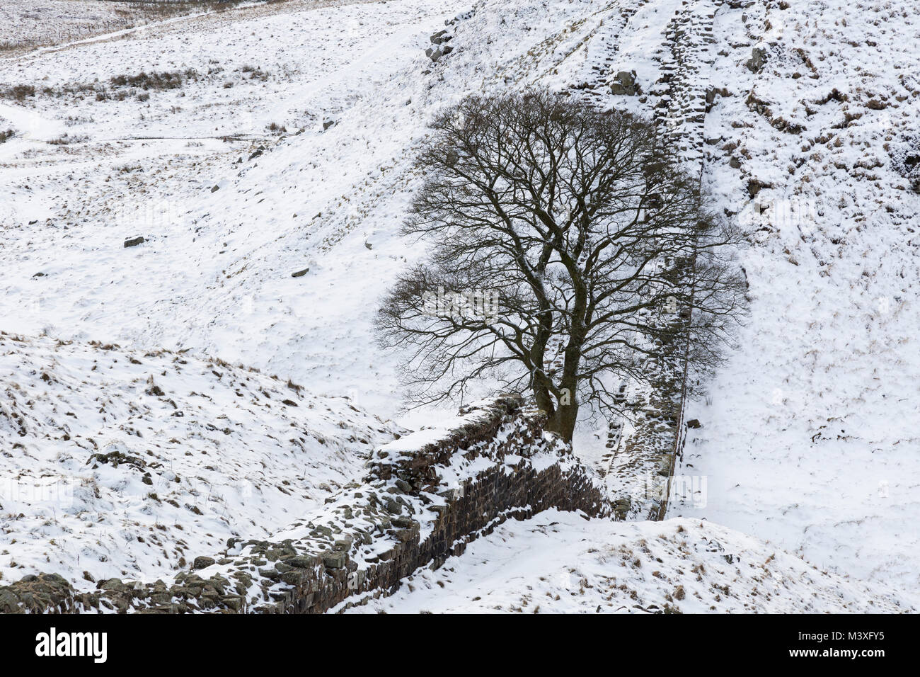 Hadrian wall sycamore gap hi-res stock photography and images - Alamy