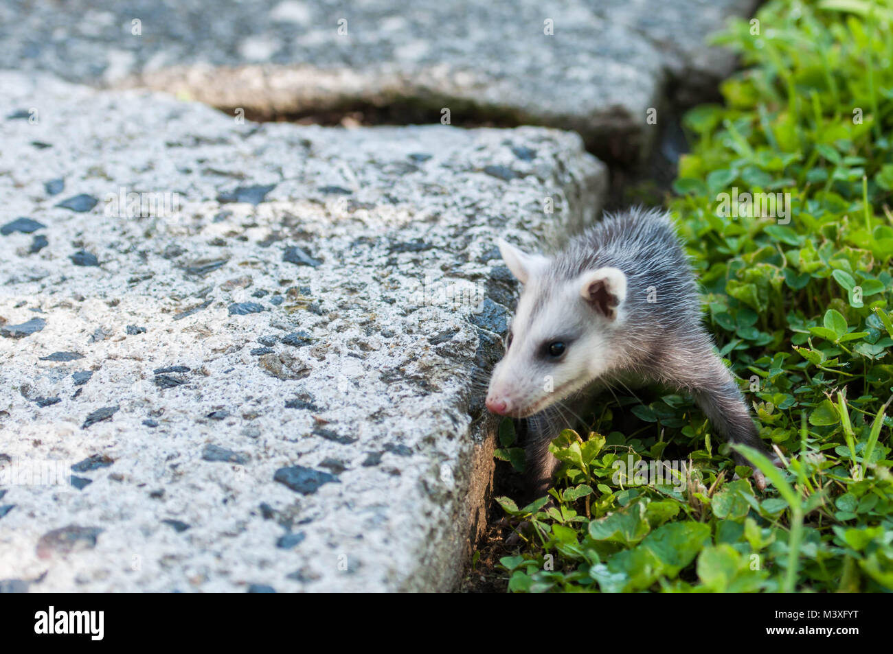 Opossum Babies
