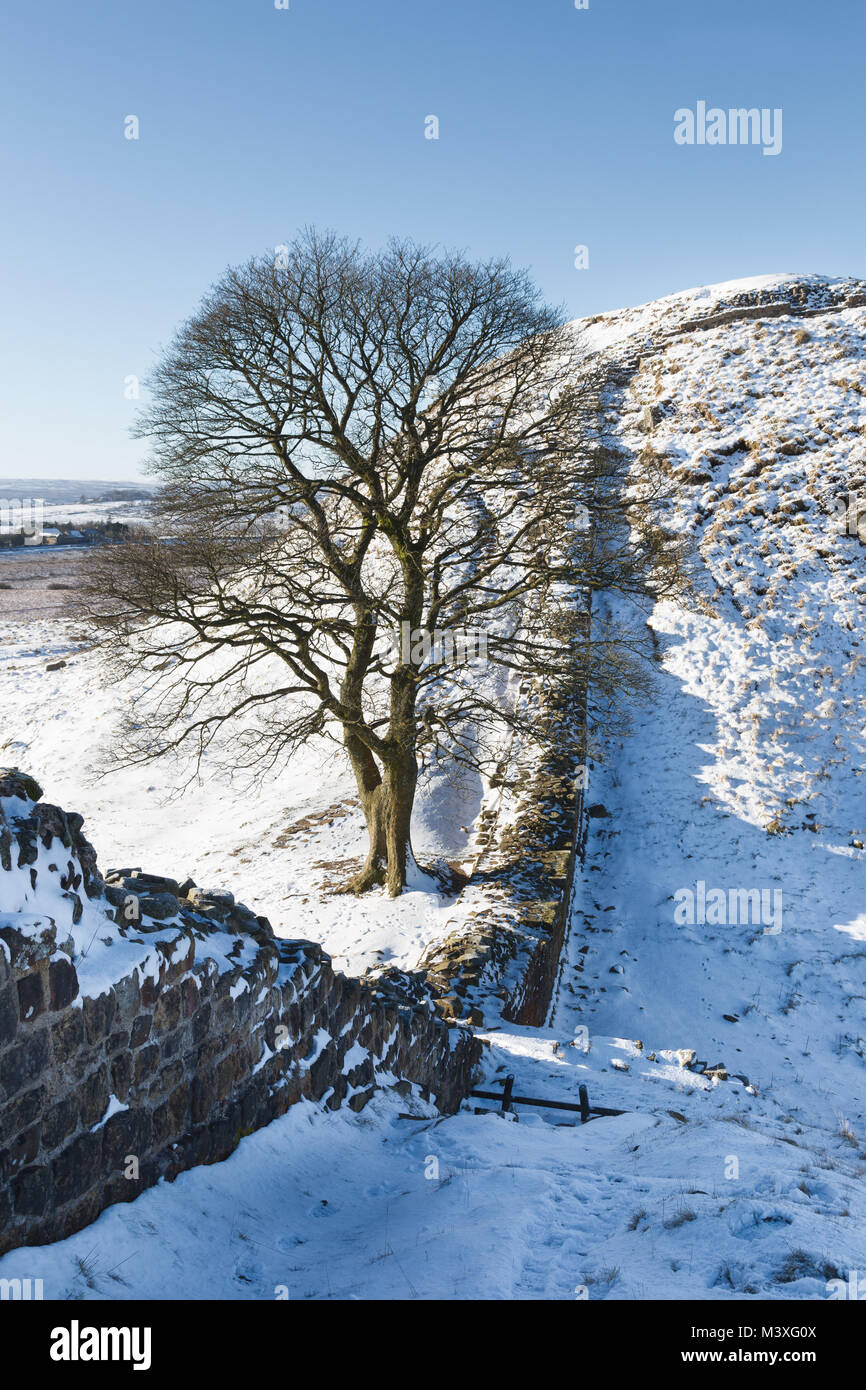 Hadrian's Wall: the Robin Hood Tree in Sycamore Gap, seen from ...