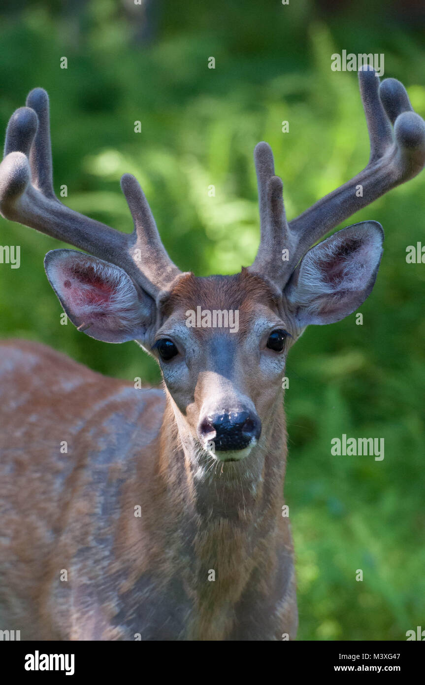 Buck and antlers closeup hi-res stock photography and images - Alamy