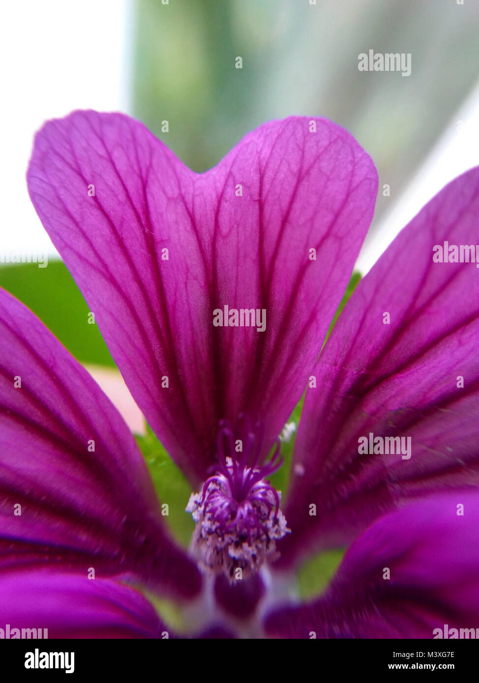 Violet mallow flower Stock Photo - Alamy