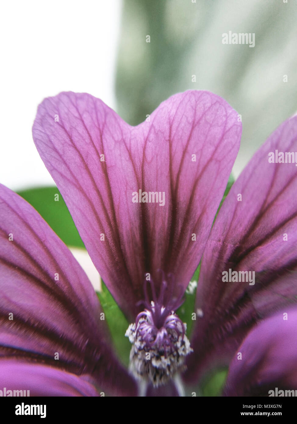 Violet mallow flower Stock Photo - Alamy