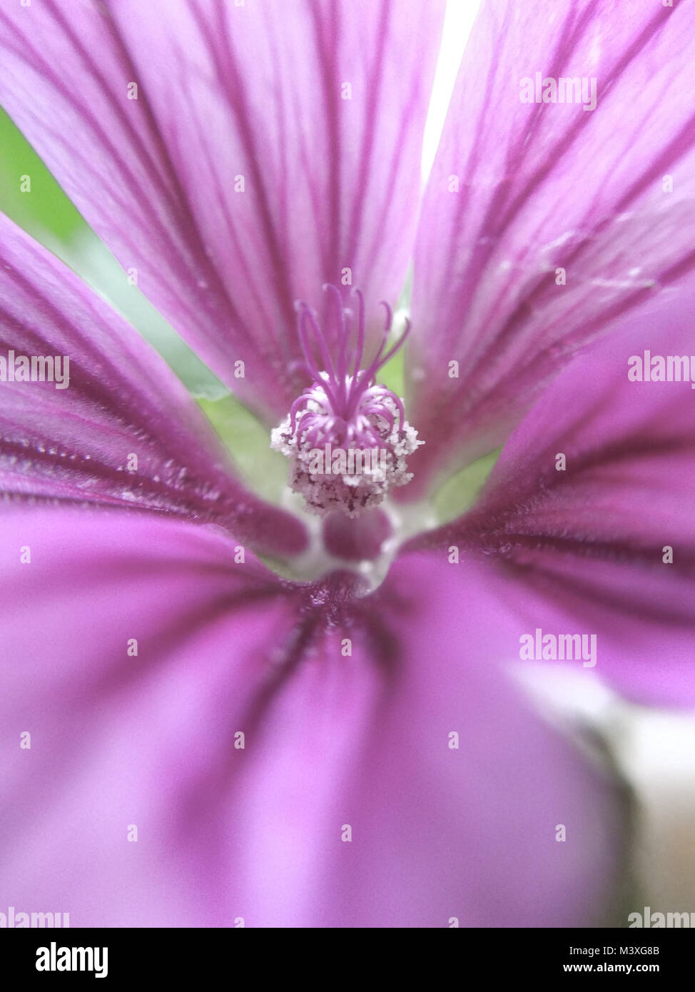 Violet mallow flower Stock Photo - Alamy