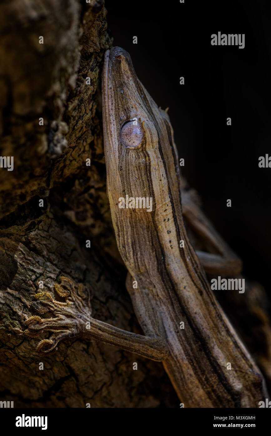 Lined Leaf-tail Gecko - Uroplatus lineatus, Madagascar rain forest ...