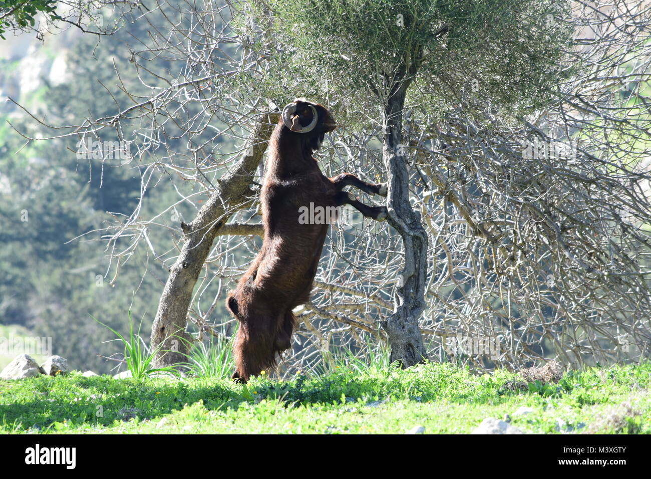 The Akamas behind Avakas Gorge Stock Photo - Alamy