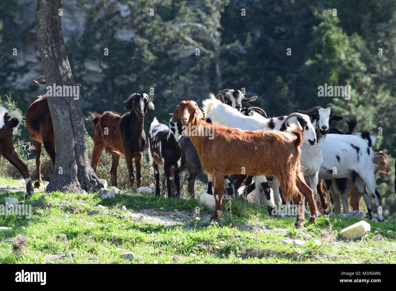 Akamas goats hi-res stock photography and images - Alamy