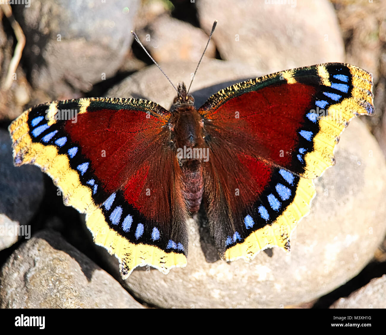 Mourning cloak butterfly hi-res stock photography and images - Alamy