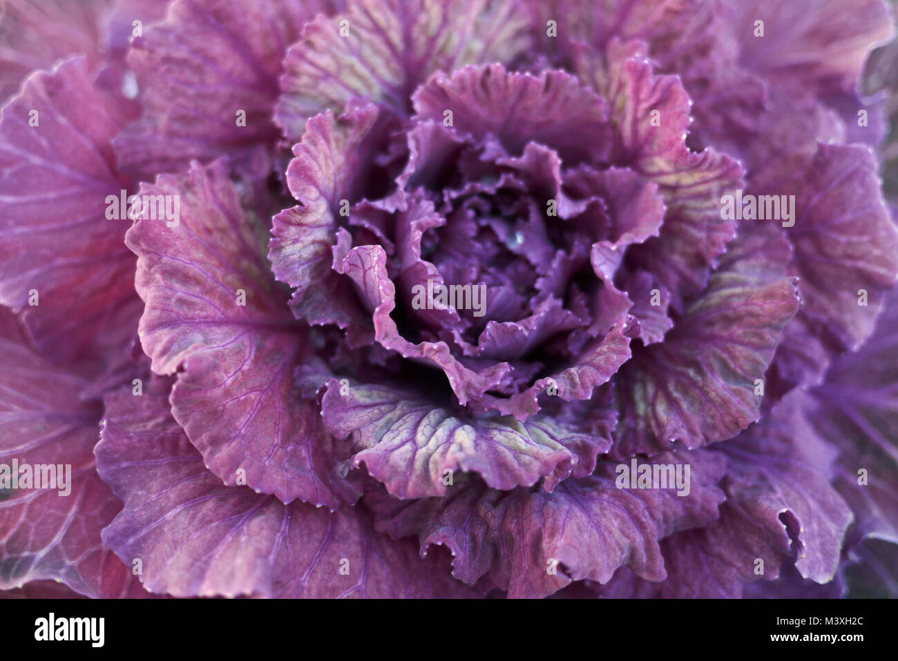 ornamental kale close up Stock Photo - Alamy