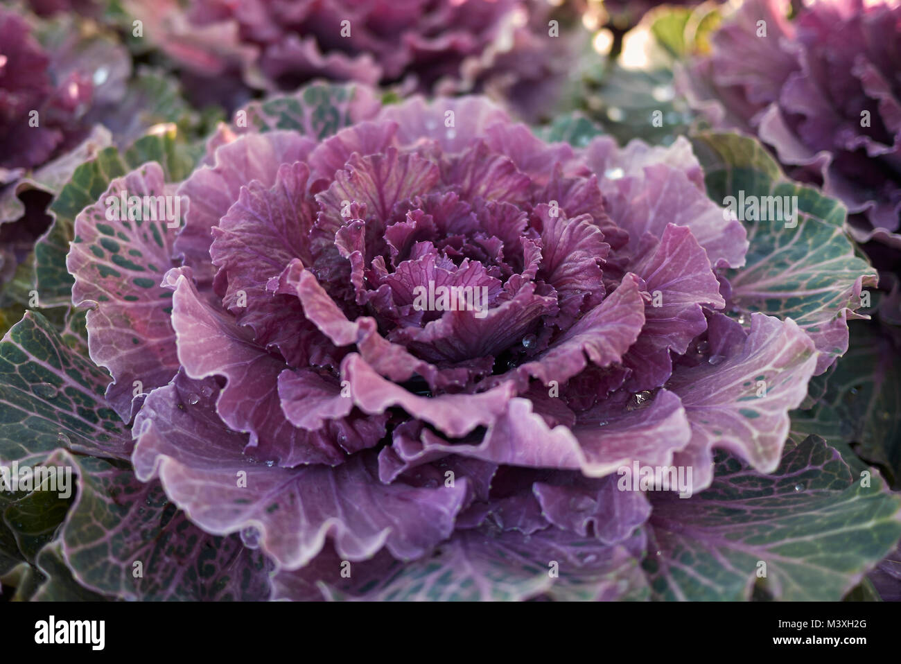 ornamental kale close up Stock Photo - Alamy