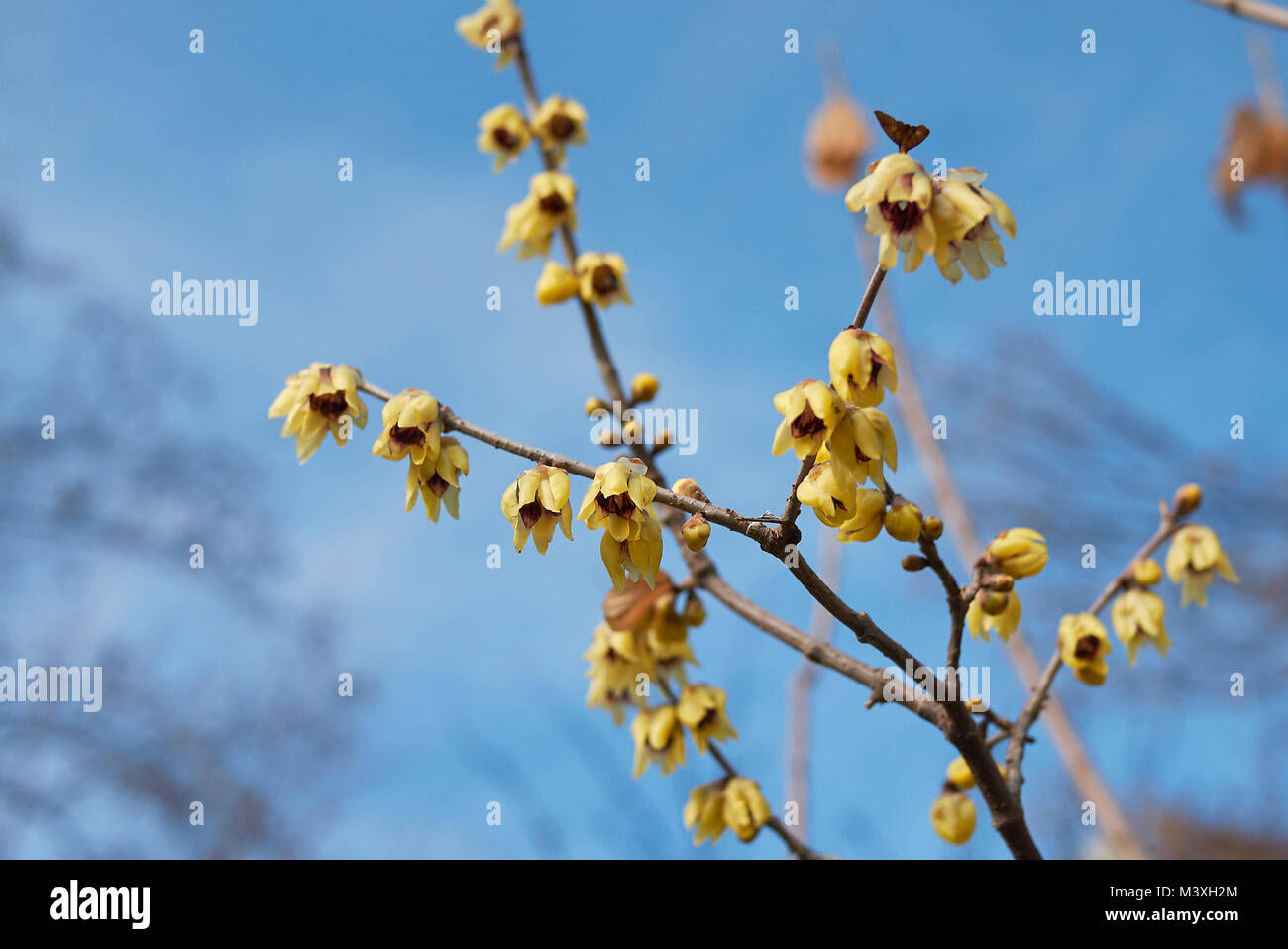 Wintersweet chimonanthus praecox hi-res stock photography and images ...