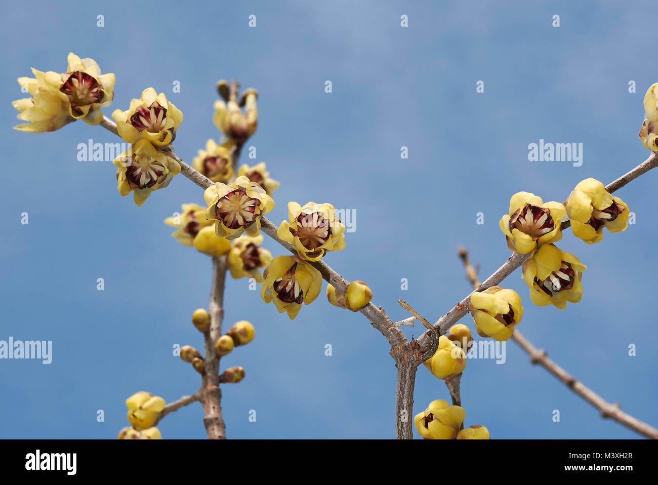 yellow winter blossom Stock Photo - Alamy