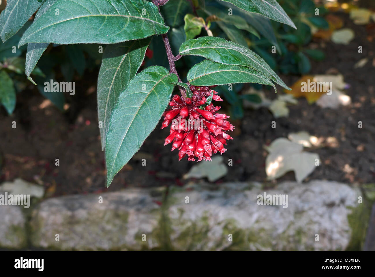Green cestrum hi-res stock photography and images - Alamy