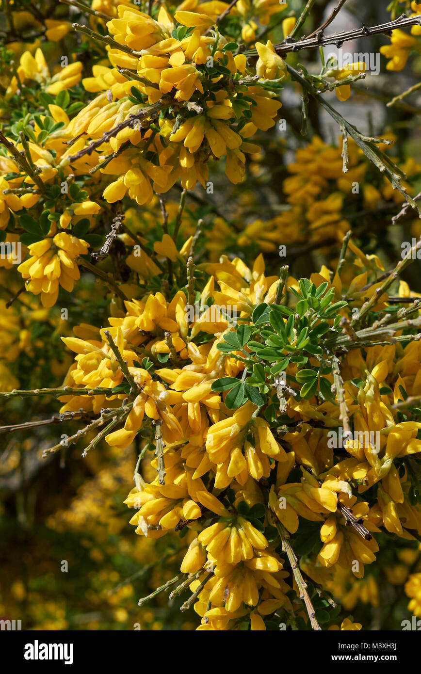 Brooms shrub hi-res stock photography and images - Alamy