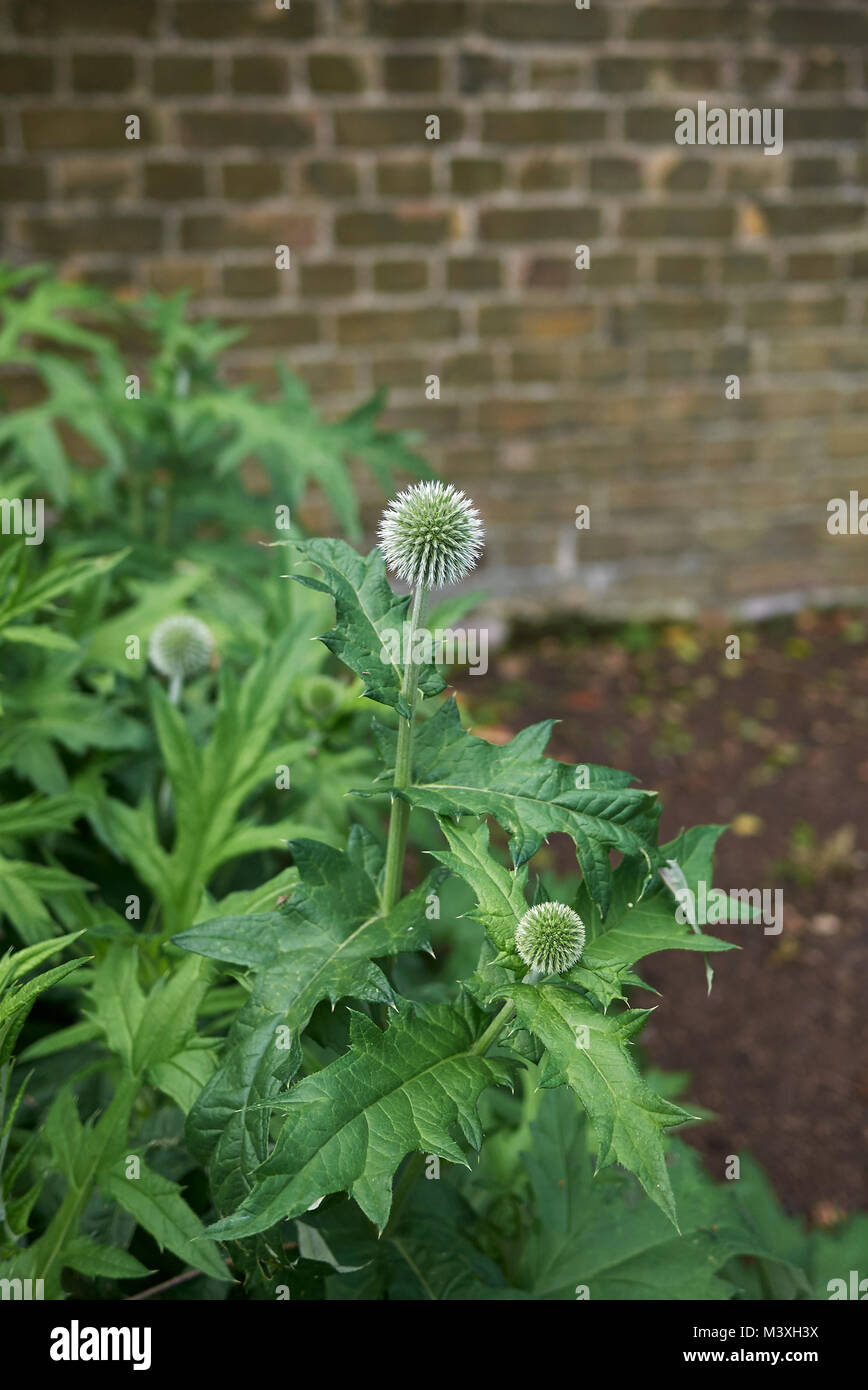 Echinops ritro plants Stock Photo - Alamy