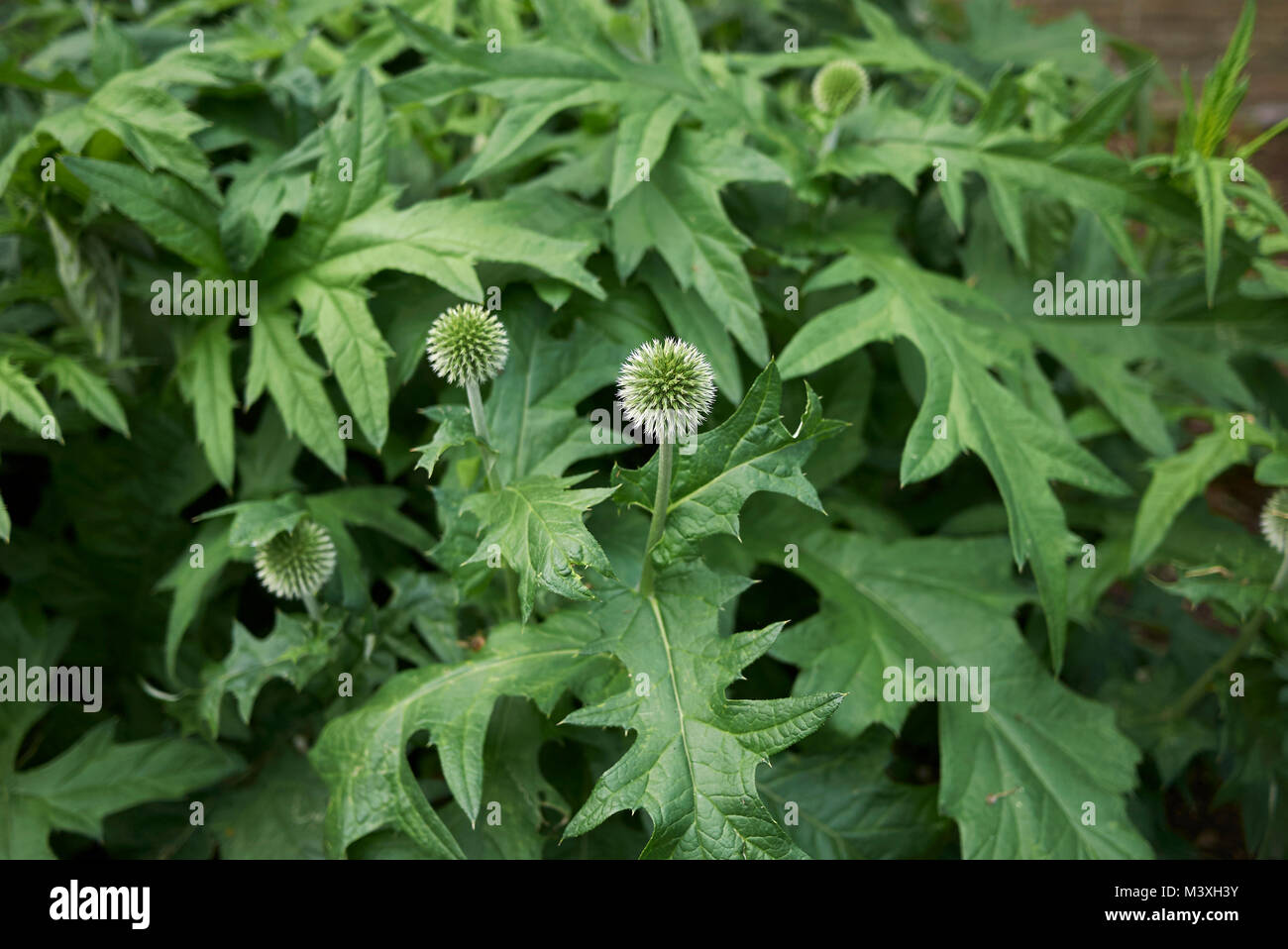 Echinops ritro plants Stock Photo - Alamy