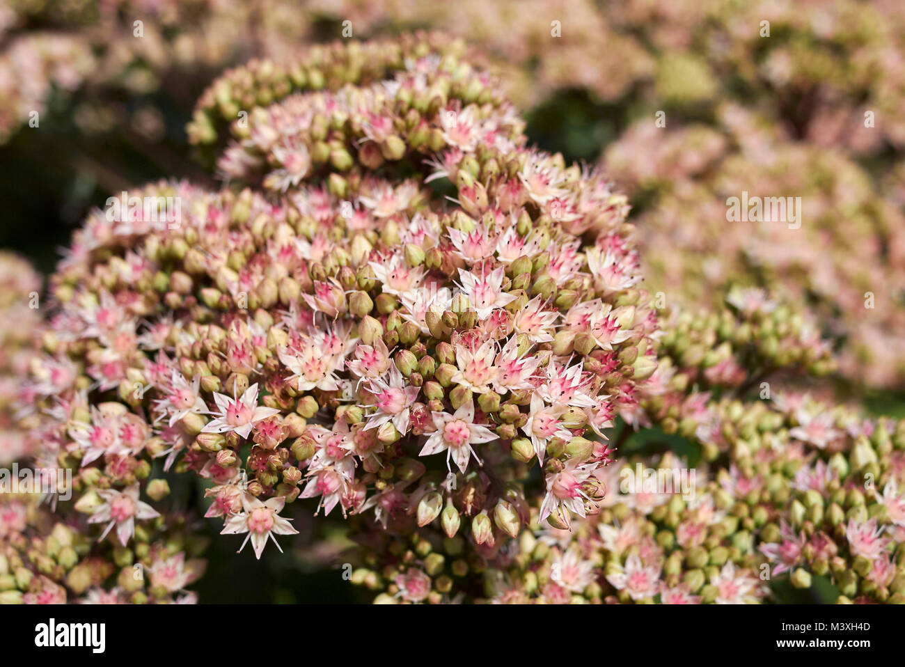Sedum matrona hi-res stock photography and images - Alamy