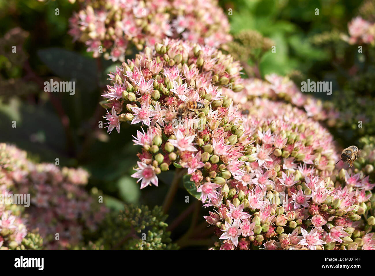 Sedum telephium ‘Matrona’ Stock Photo - Alamy Sedum telephium ‘Matrona’ Stock Photo - Alamy