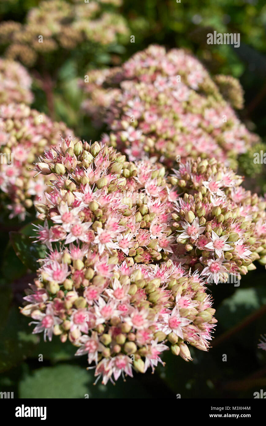 Sedum telephium ‘Matrona’ Stock Photo - Alamy