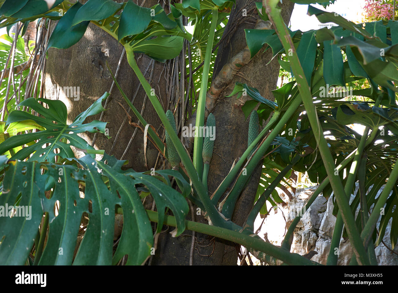 Monstera deliciosa plant Stock Photo - Alamy