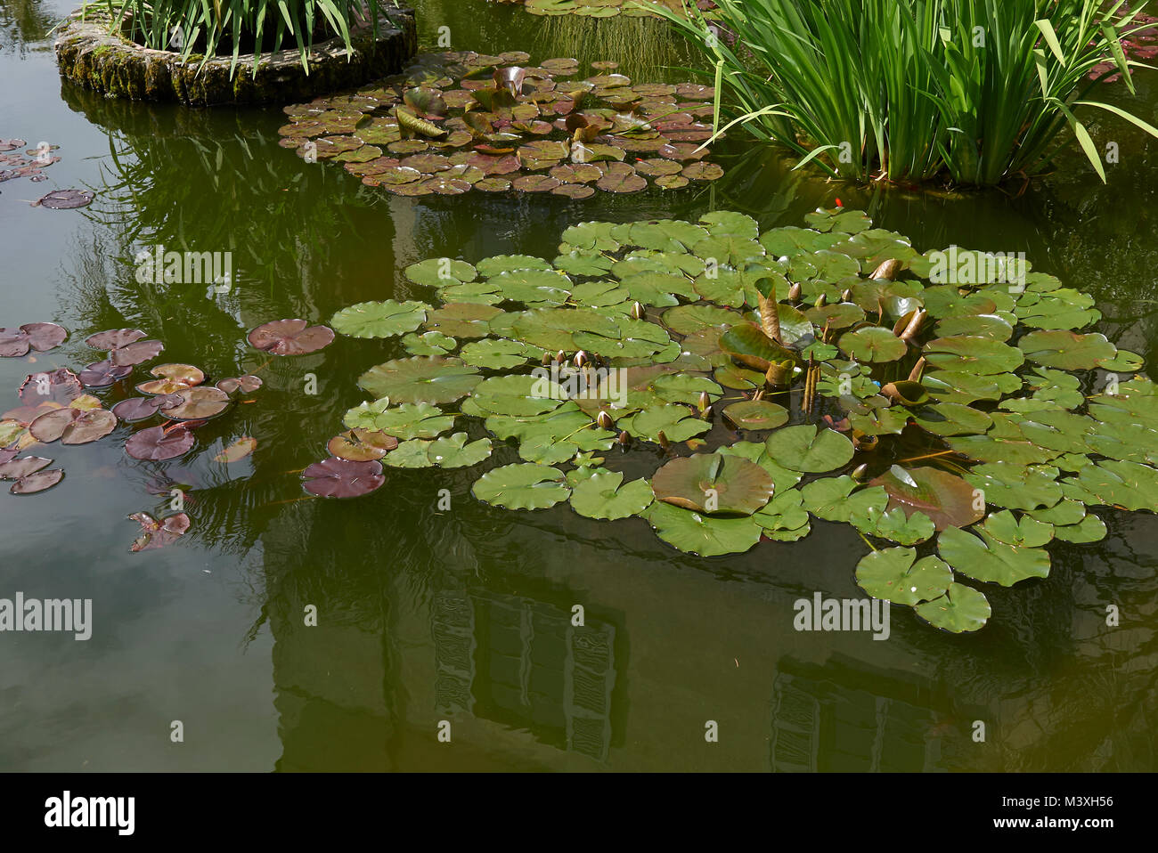 water lily in a pond Stock Photo - Alamy