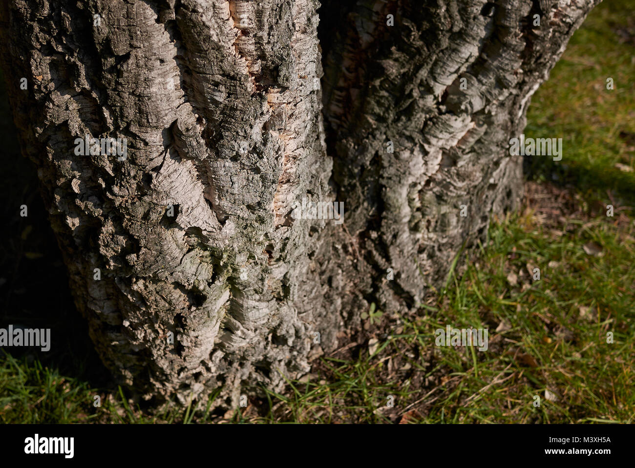 Quercus suber bark Stock Photo - Alamy